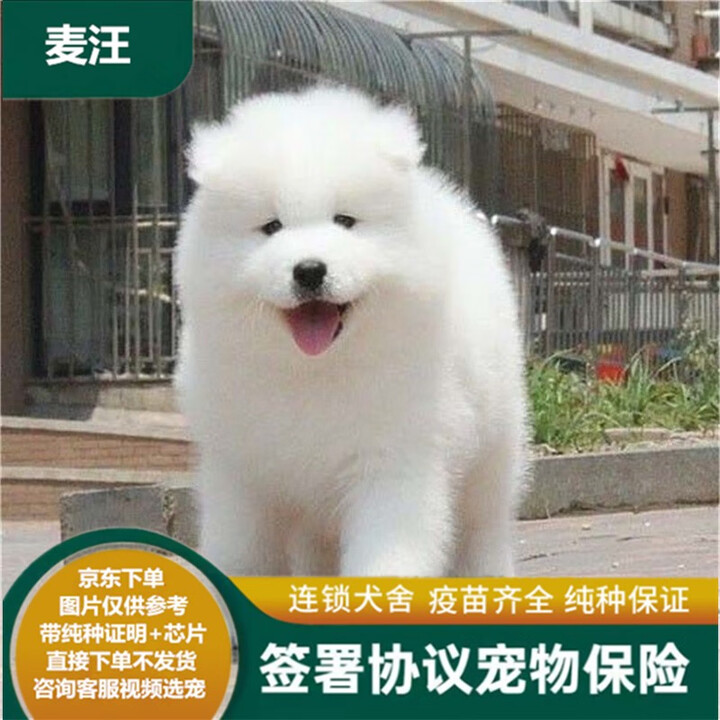 绿柒号萨摩耶活体宠物狗狗熊版超大骨架雪橇犬微笑天使萨摩耶犬奥版萨摩 赛级 公【图片 价格 品牌 报价】-京东