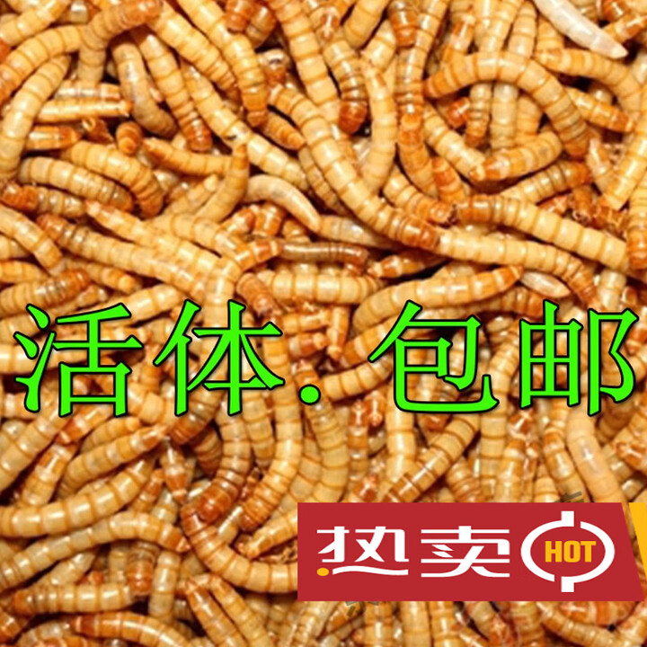 黄粉虫活体 鲜活虫面包虫活虫龙鱼龟粮 鱼鸟饲料鱼饲料 100条2.5cm试吃装含镊子【图片 价格 品牌 报价】-京东