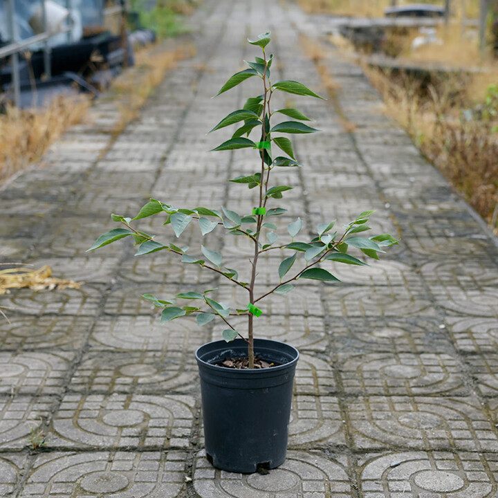 野茉莉Styrax安息香花园芳香花树盆栽苗多年生庭院小乔木别墅绿植 野茉莉扦插苗-1加仑 (落叶休眠) 带盆栽好【图片 价格 品牌 报价】-京东