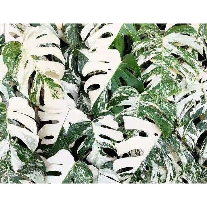 荷兰进口白锦龟背洒金花叶日本龟背竹ins风室内阳台客厅绿植盆栽 白龟一叶带芽点 含盆【图片 价格 品牌 报价】-京东