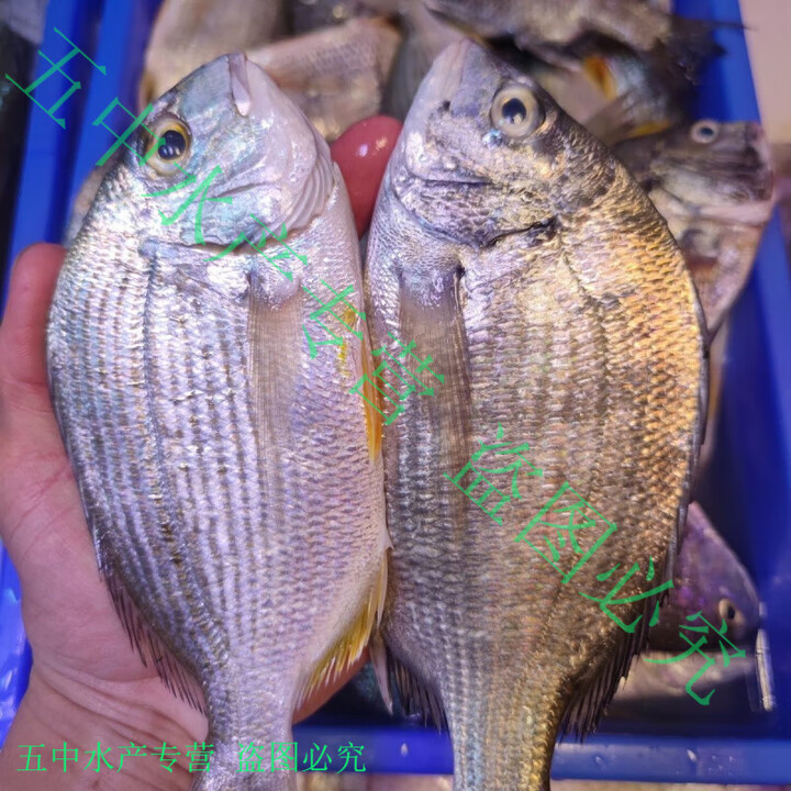 【无小刺】野生平鲷鱼鲜活黑鲷鱼黄翅鱼真鲷鱼自家小船新鲜捕捞深 425g 3斤(一斤3-5条左右)3袋【图片 价格 品牌 报价】-京东