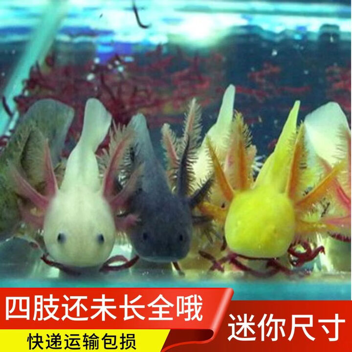 噢水噢美西源鱼六角恐龙鱼蓝色大号观赏鱼蝾螈六角龙鱼冷水鱼情侣鱼陆 金龙+黑龙 4-7厘米送3礼【图片 价格 品牌 报价】-京东