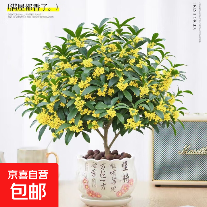 桂花盆栽树苗室内客厅四季桂开花不断植物阳台庭院花卉绿植好养活 特级大盆四季桂+白色坚持陶瓷盆【图片 价格 品牌 报价】-京东