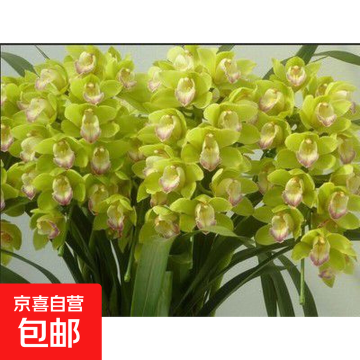 大花蕙兰兰花苗带花苞办公室内盆栽盆景绿植花卉虎头兰春节鲜花 碧玉1盆3花剑【图片 价格 品牌 报价】-京东
