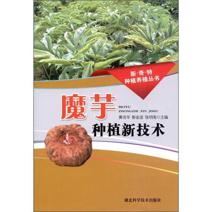 魔芋种植新技术