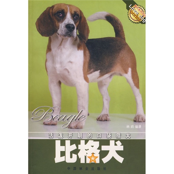 活泼开朗的口袋猎犬：比格犬