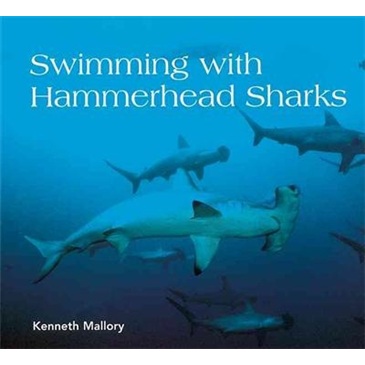Swimming with Hammerhead Sharks 与鲨鱼一起游泳