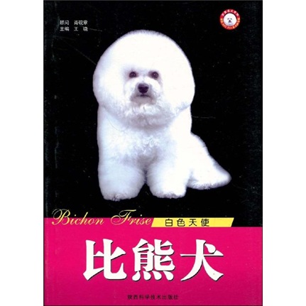 白色天使：比熊犬