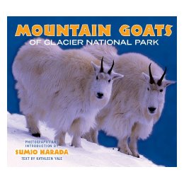 Mountain Goats of Glacier National