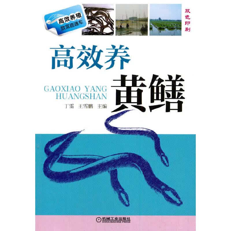 高效养黄鳝