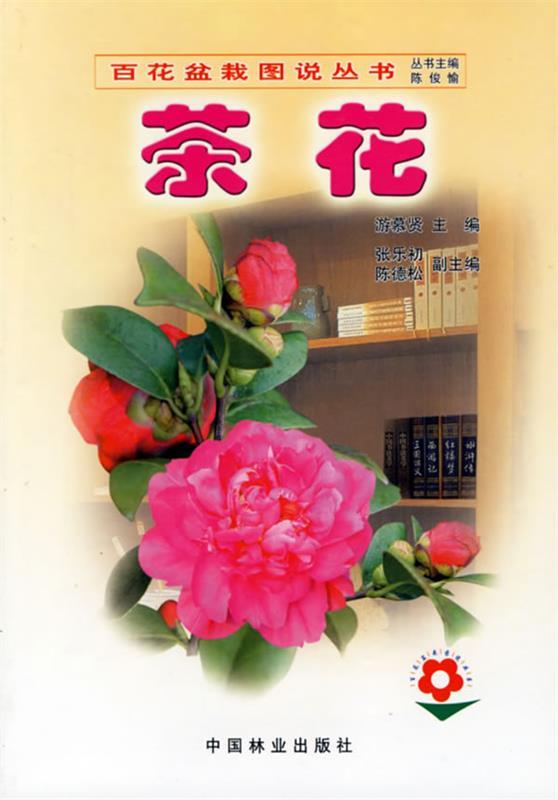 茶花 游慕贤