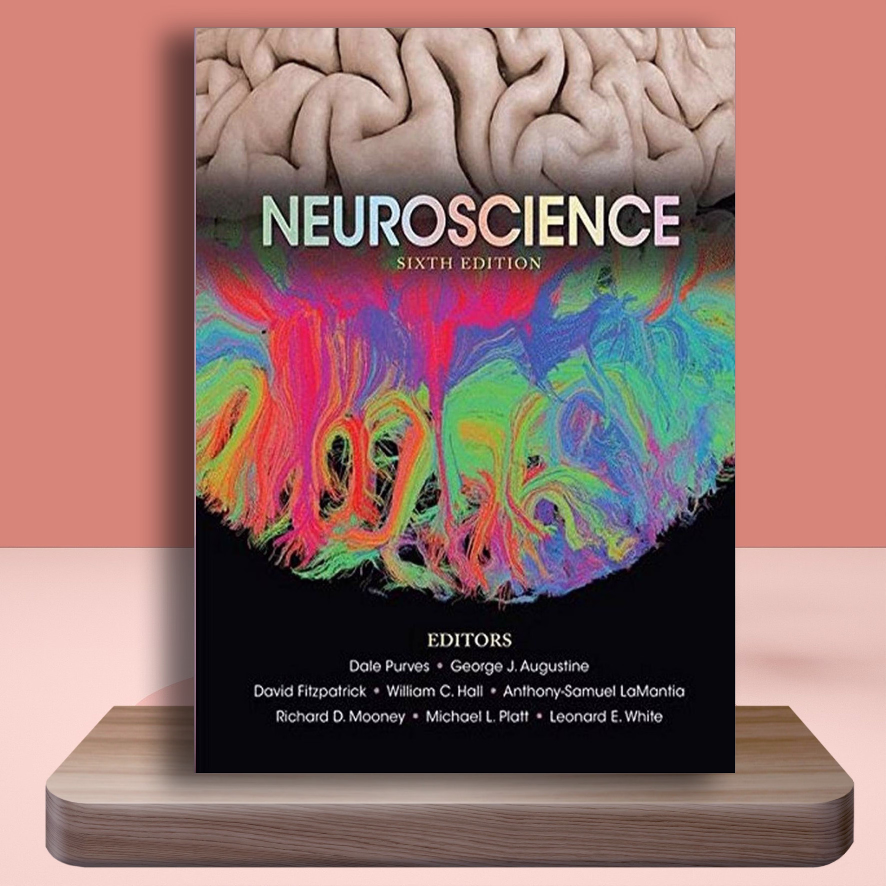 精装彩色 Neuroscience 6th Edition 神经科学 第6版 平装