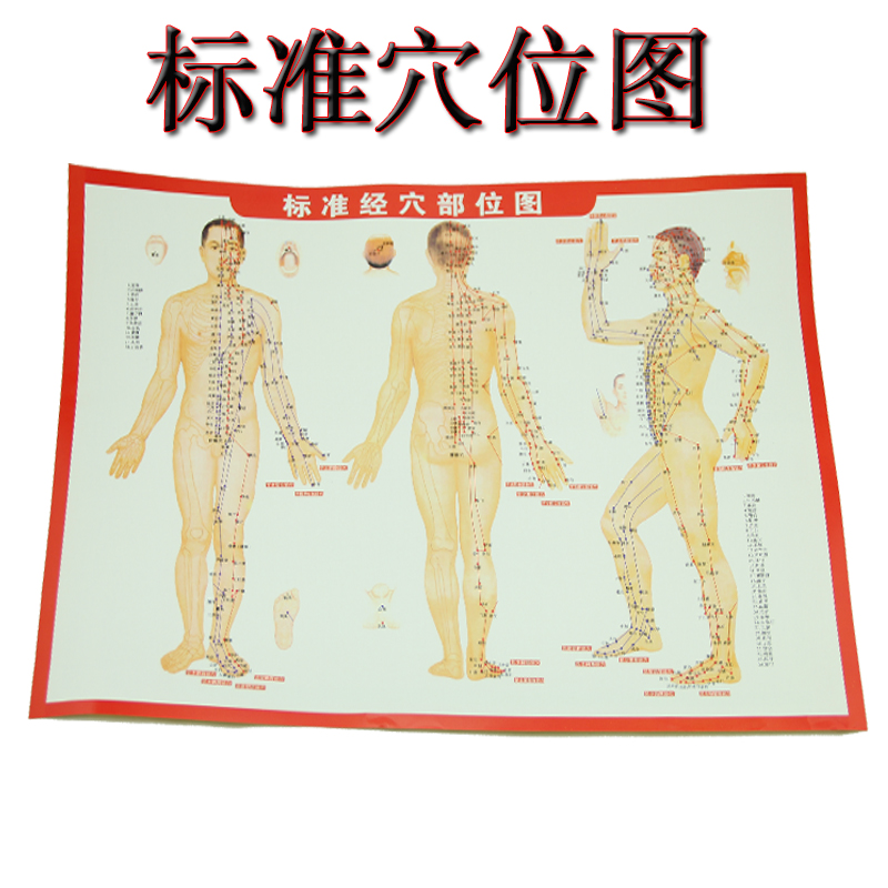 人体标准经络穴部位图 人体经络穴位标准挂图 男女针灸穴位共2张 人体经络穴位标准图 人体经络穴位图大挂图标准高清穴位中医艾灸推拿按摩针灸养生海报