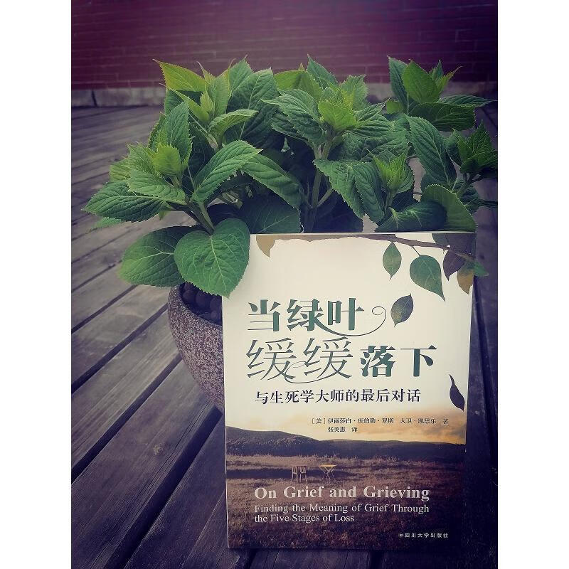 全新 当绿叶缓缓落下