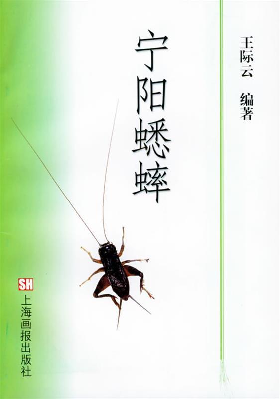 宁阳蟋蟀