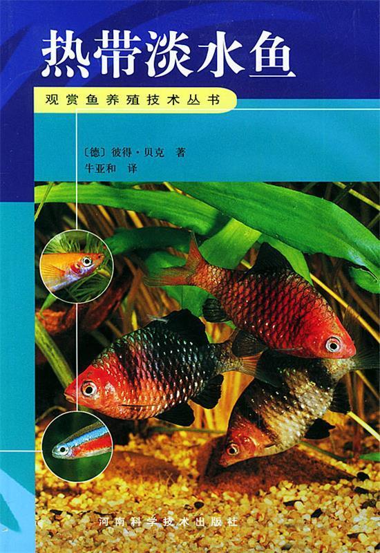 热带淡水鱼【，放心购买】