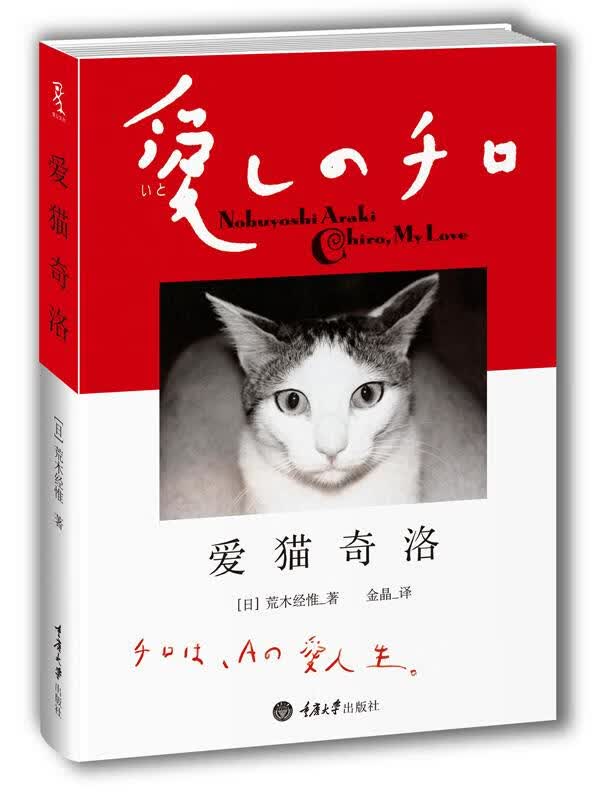 爱猫奇洛【现货】