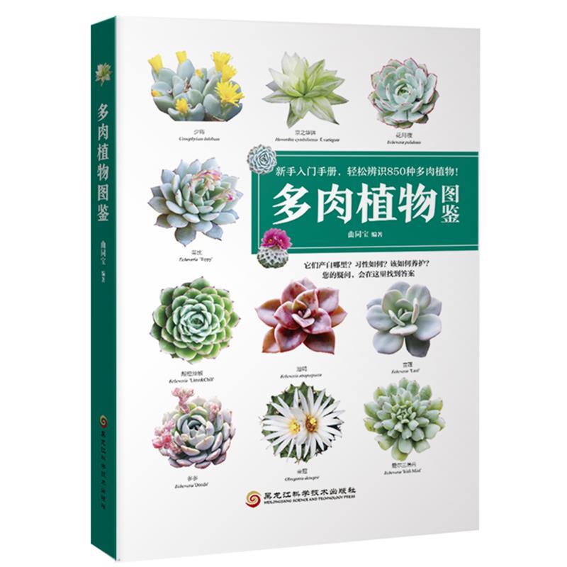 多肉植物图鉴 曲同宝