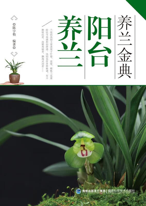 养兰金典 阳台养兰