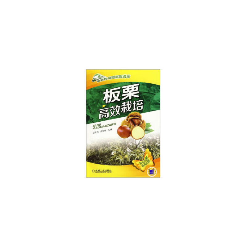 板栗高效栽培