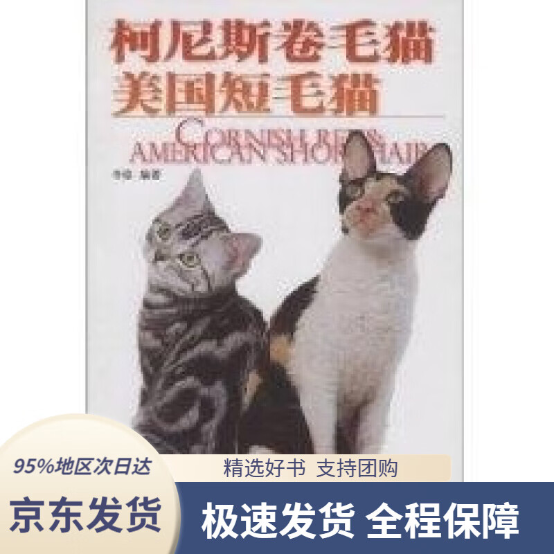 【 京东配送 支持团购】柯尼斯卷毛猫 美国短毛猫