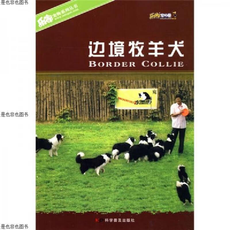 边境牧羊犬