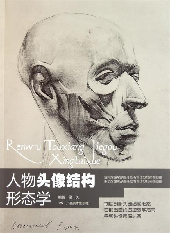 人物头像结构形态学