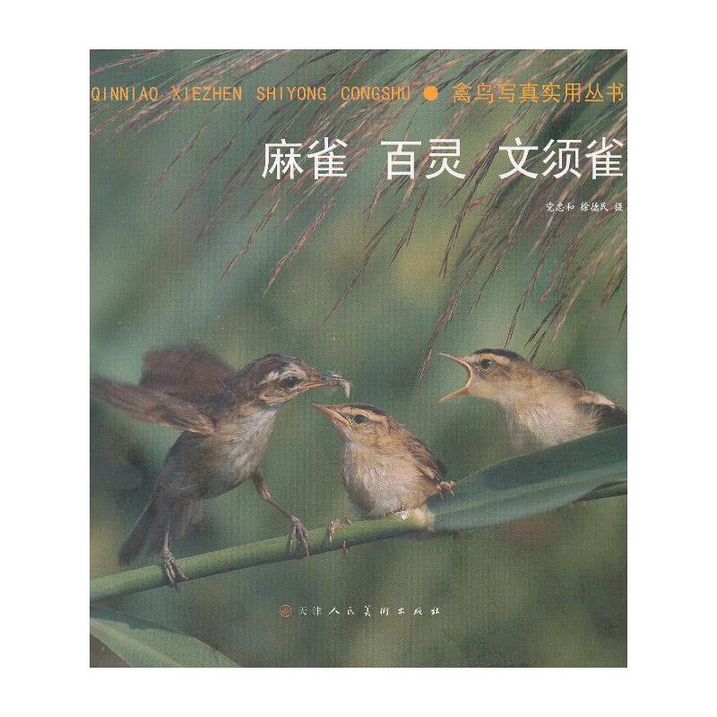 麻雀百灵文须雀