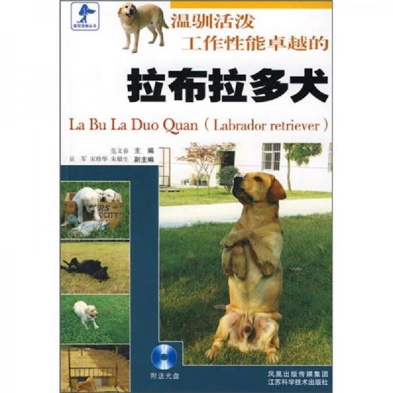 温驯活泼工作性能卓越的拉布拉多犬