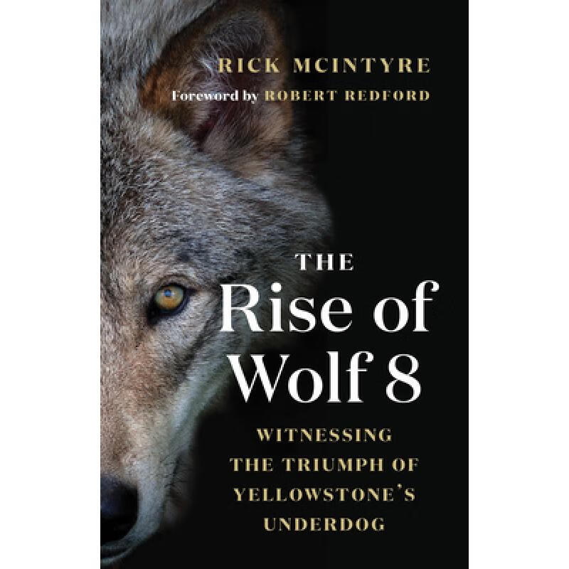 狼8的崛起 The Rise of Wolf 8: Witnessing the Triumph of Yellowstone's Underdog