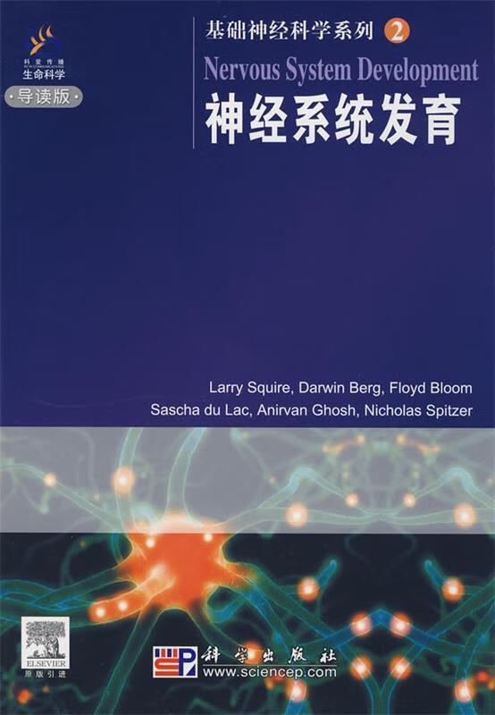 神经系统发育