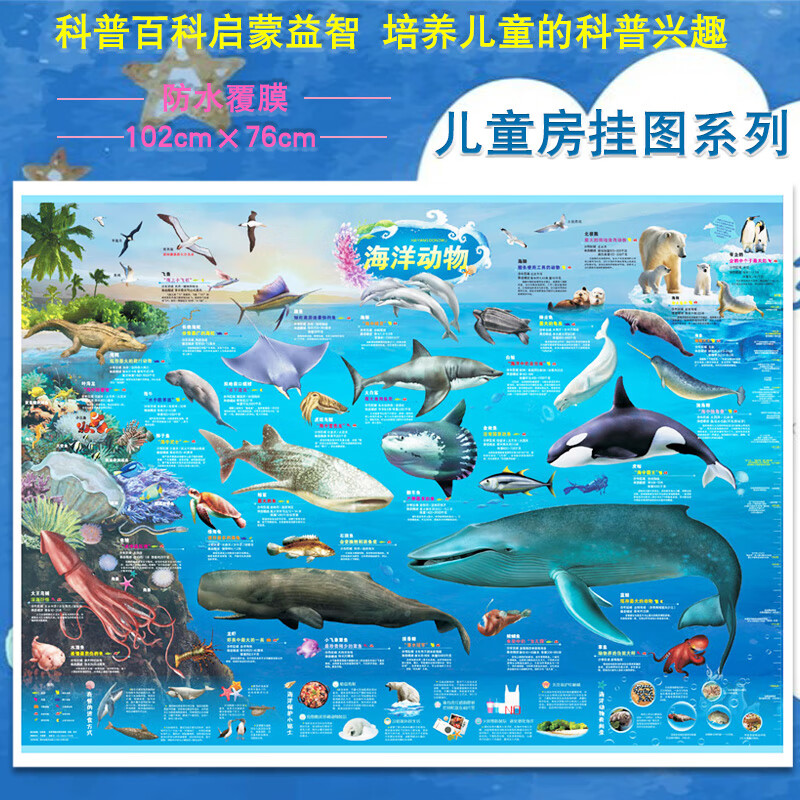 【海底小纵队】儿童房挂图系列海洋动物 鲸鱼鲨鱼介绍 覆膜防水 102×76厘米 儿童科