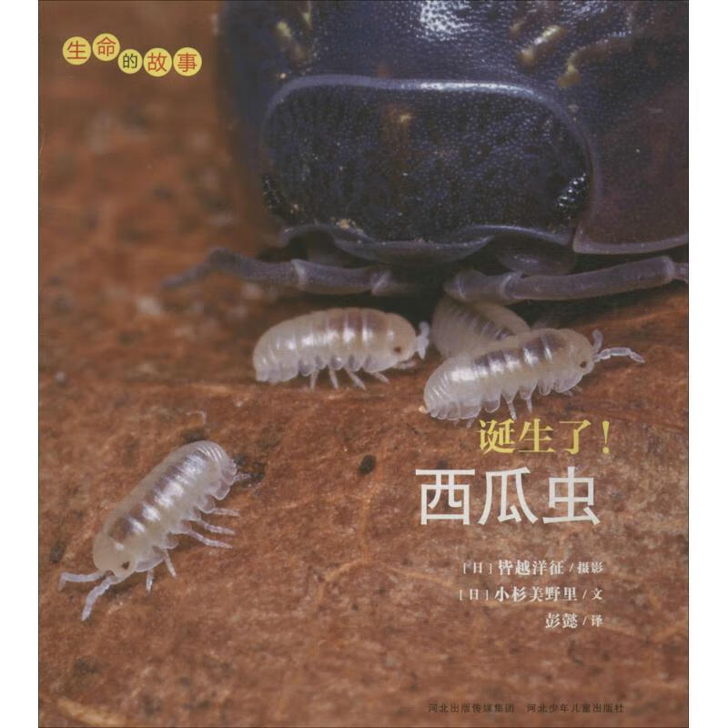 生命的故事系列:诞生了！西瓜虫