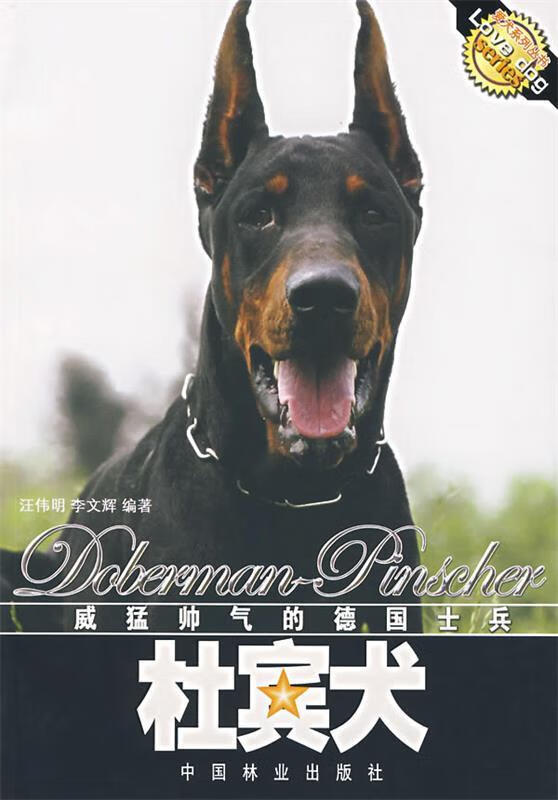 威猛帅气的德国士兵:杜宾犬