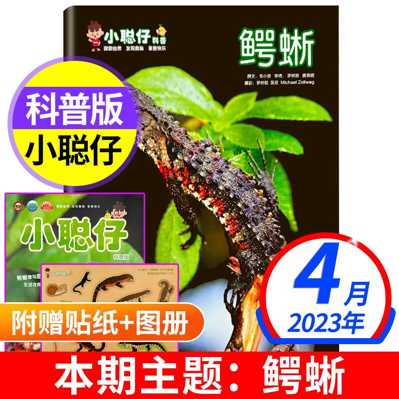 【6月新期到】小聪仔科普版杂志2023年【单本多期可选】幼儿益智兴趣智力开发低年级儿童科普百科自然探索奥秘非2022过期刊 2023年4月【鳄蜥】