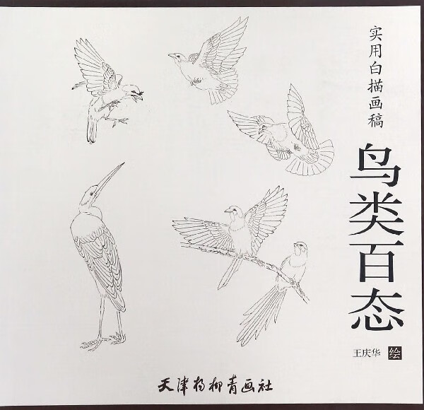 鸟类百态(实用白描画稿)