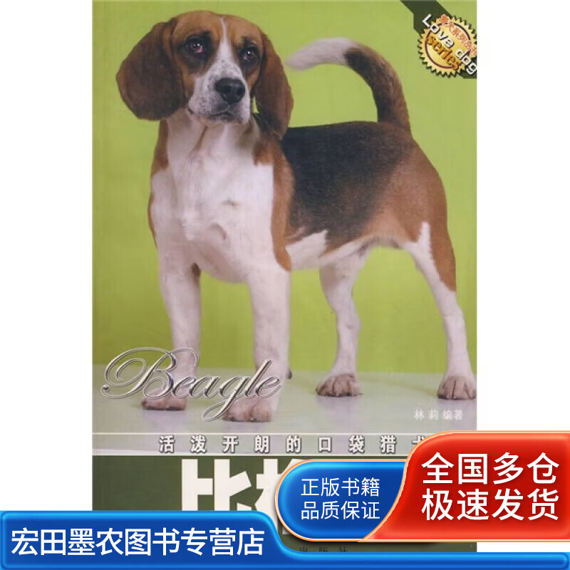 活泼开朗的口袋猎犬 比格犬【特惠】