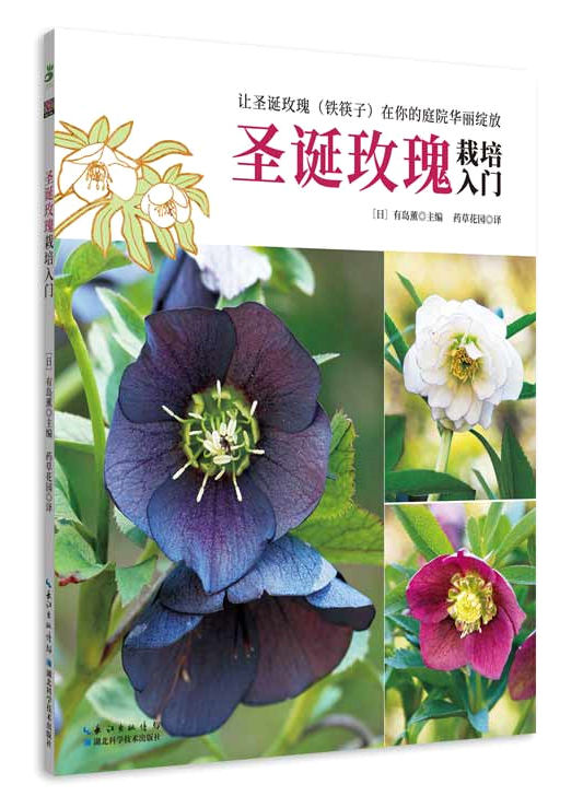 圣诞玫瑰栽培入门