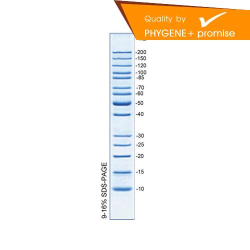 PH0304 宽分子量蛋白Marker 10-200kD 100ul