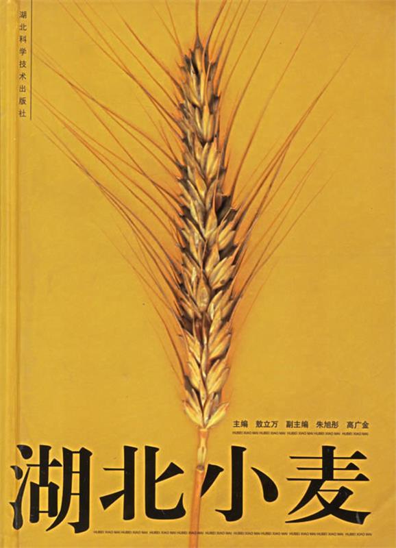 湖北小麦
