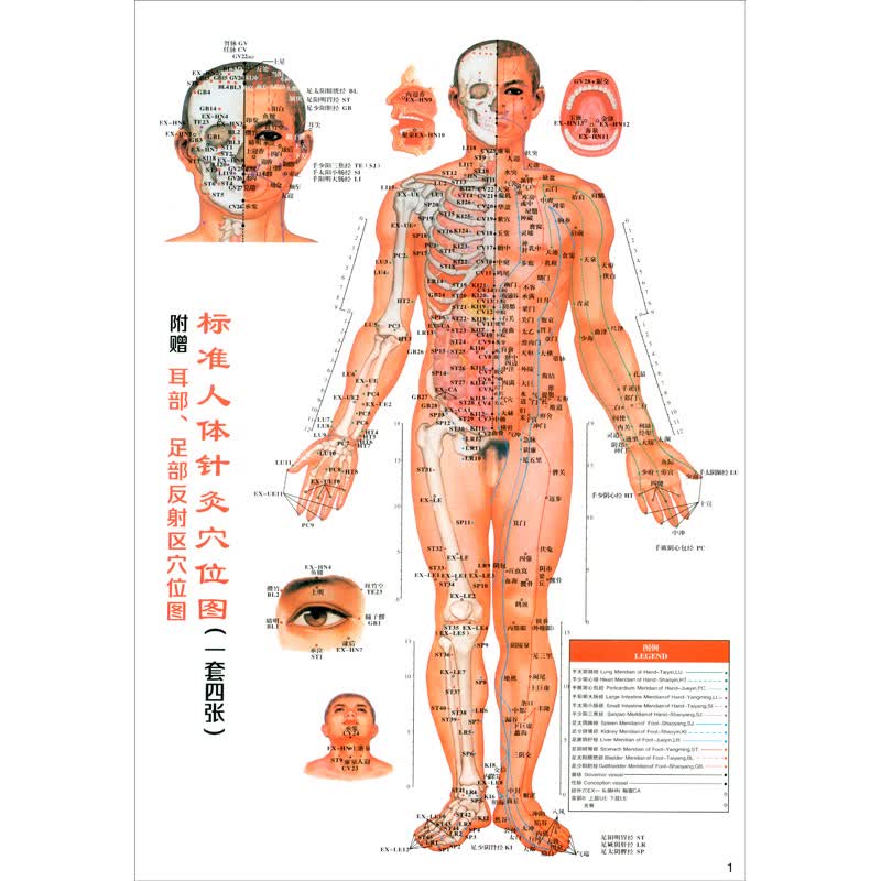 标准人体针灸穴位图