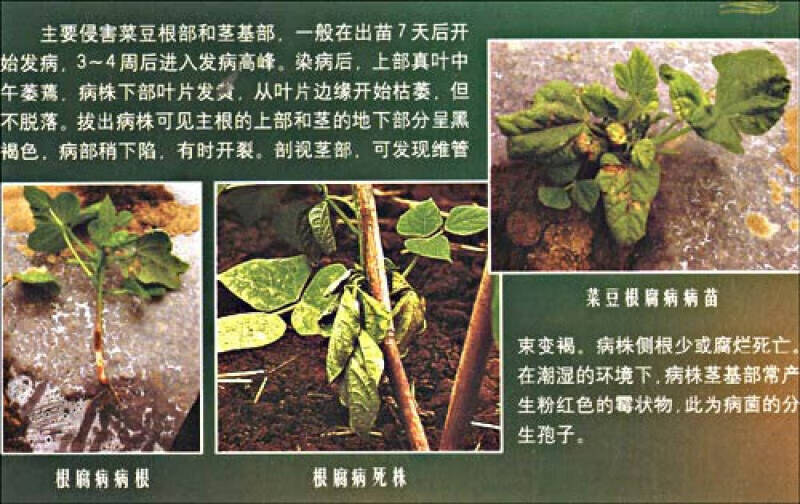 菜豆病虫害及防治原色图册【精选】