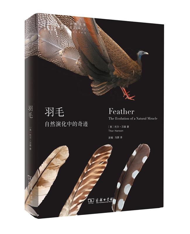 羽毛:自然演化中的奇迹