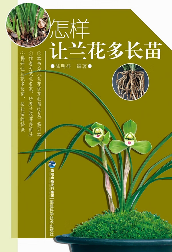 怎样让兰花多长苗【精选】