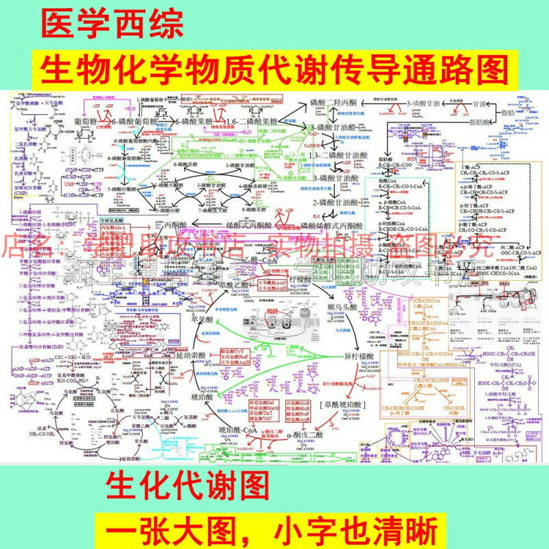 本科期末考研医学西综生物化学代谢通路思维导图/生化代谢图纸质 宽125高88cm彩色字大