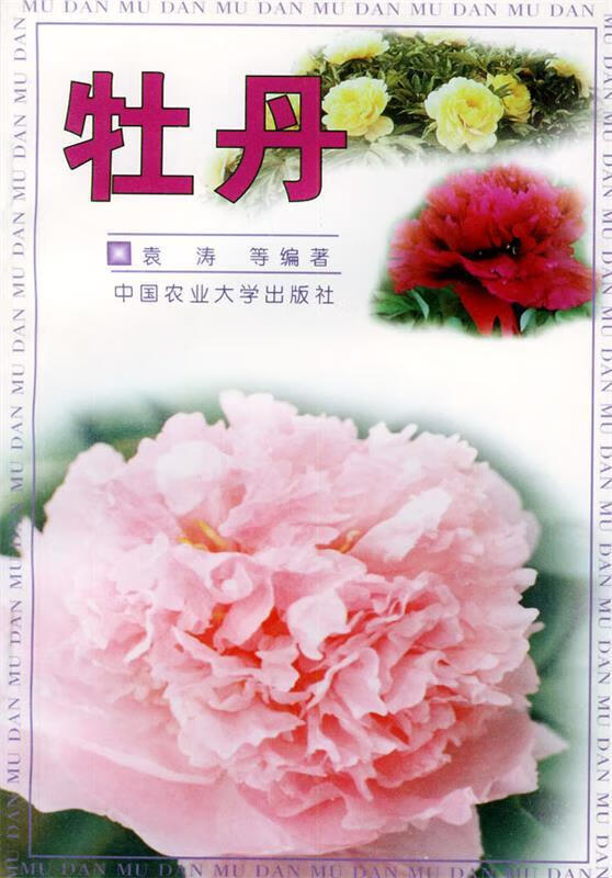 牡丹
