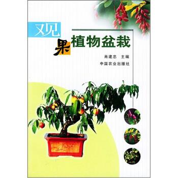 观果植物盆栽 肖建忠 编