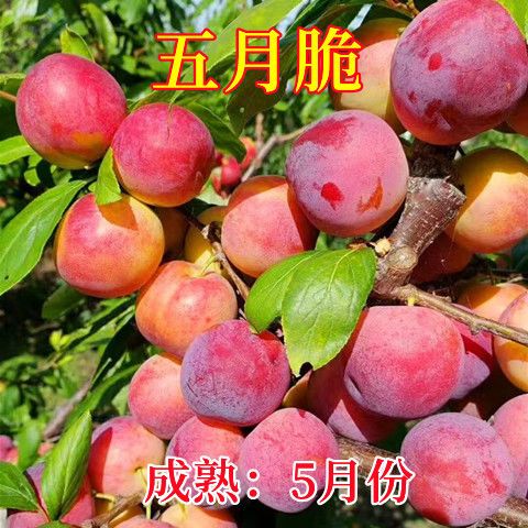 晚熟蜂糖树苗早熟蜂糖青脆李苗南北方盆栽地栽果树苗当年结果 五月脆李1棵【粗2cm】五月成熟 包活！ 111cm(含)-140cm(含)