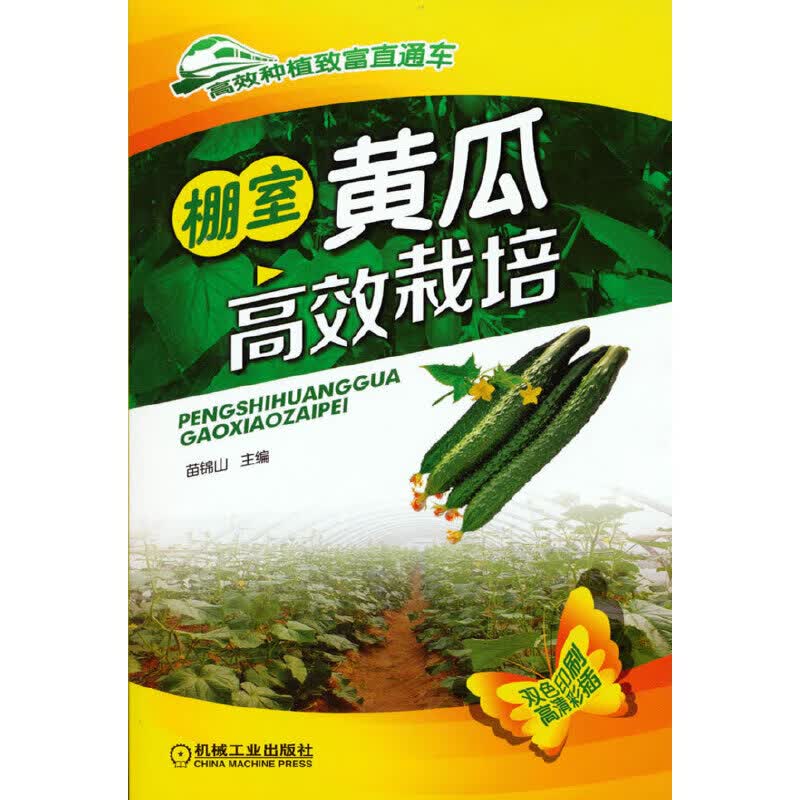 棚室黄瓜高效栽培