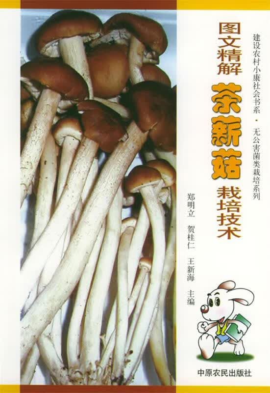 图文精解茶薪菇栽培技术